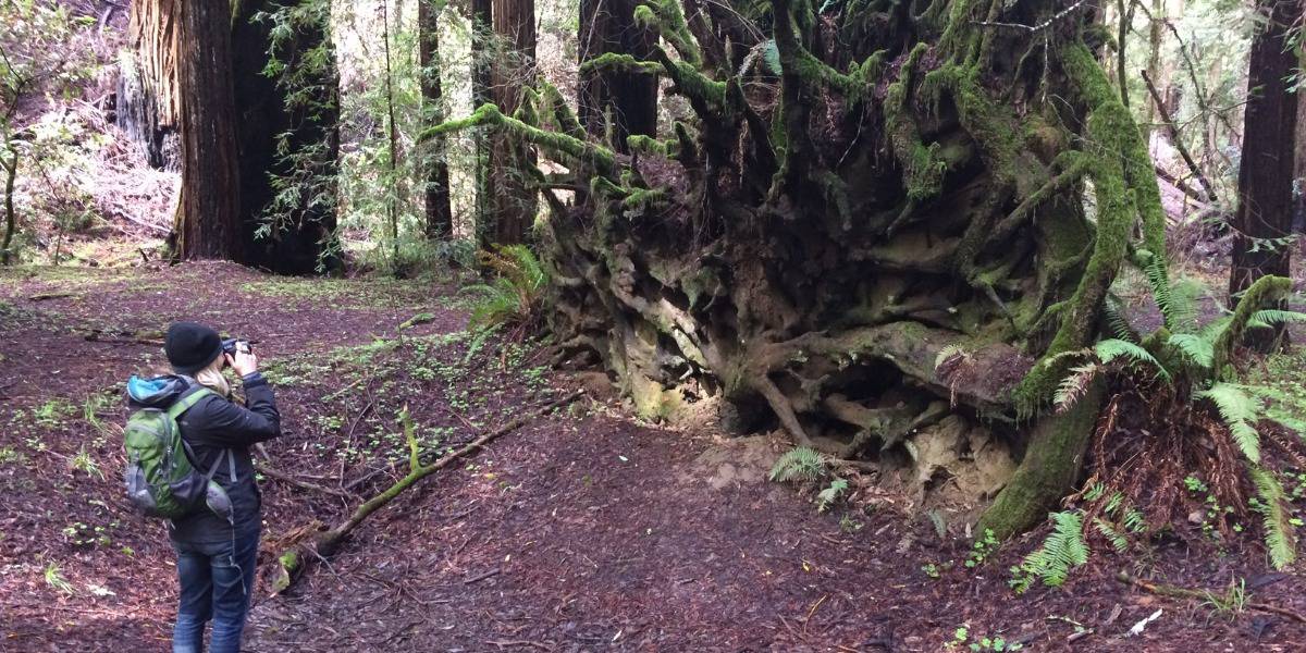 Why activists are calling for mass reforestation as a solution to ...